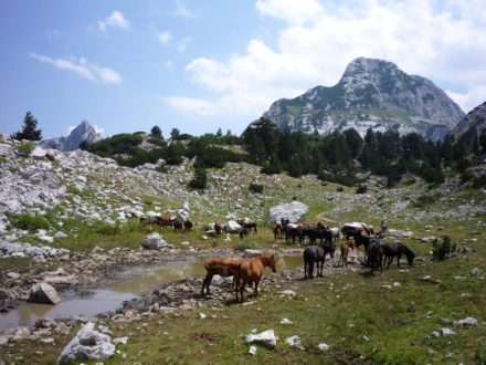 Planina Prenj